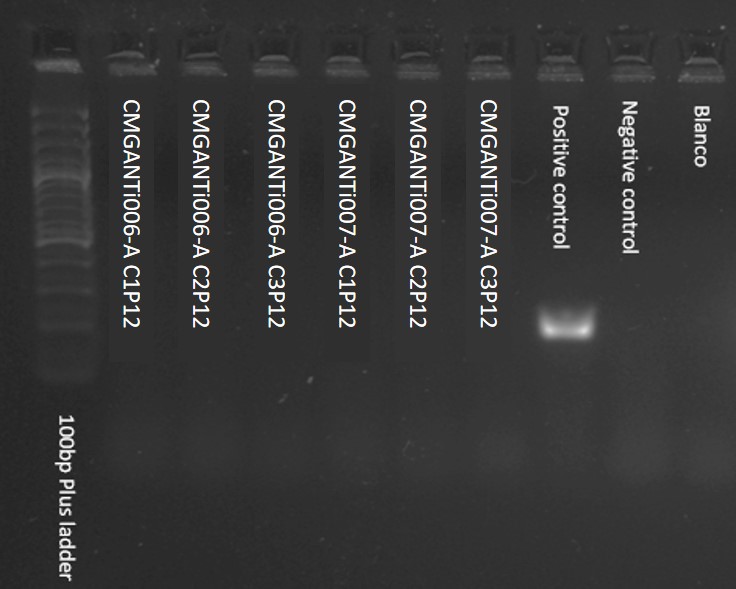 CMGANTi007-A · Cell Line · hPSCreg