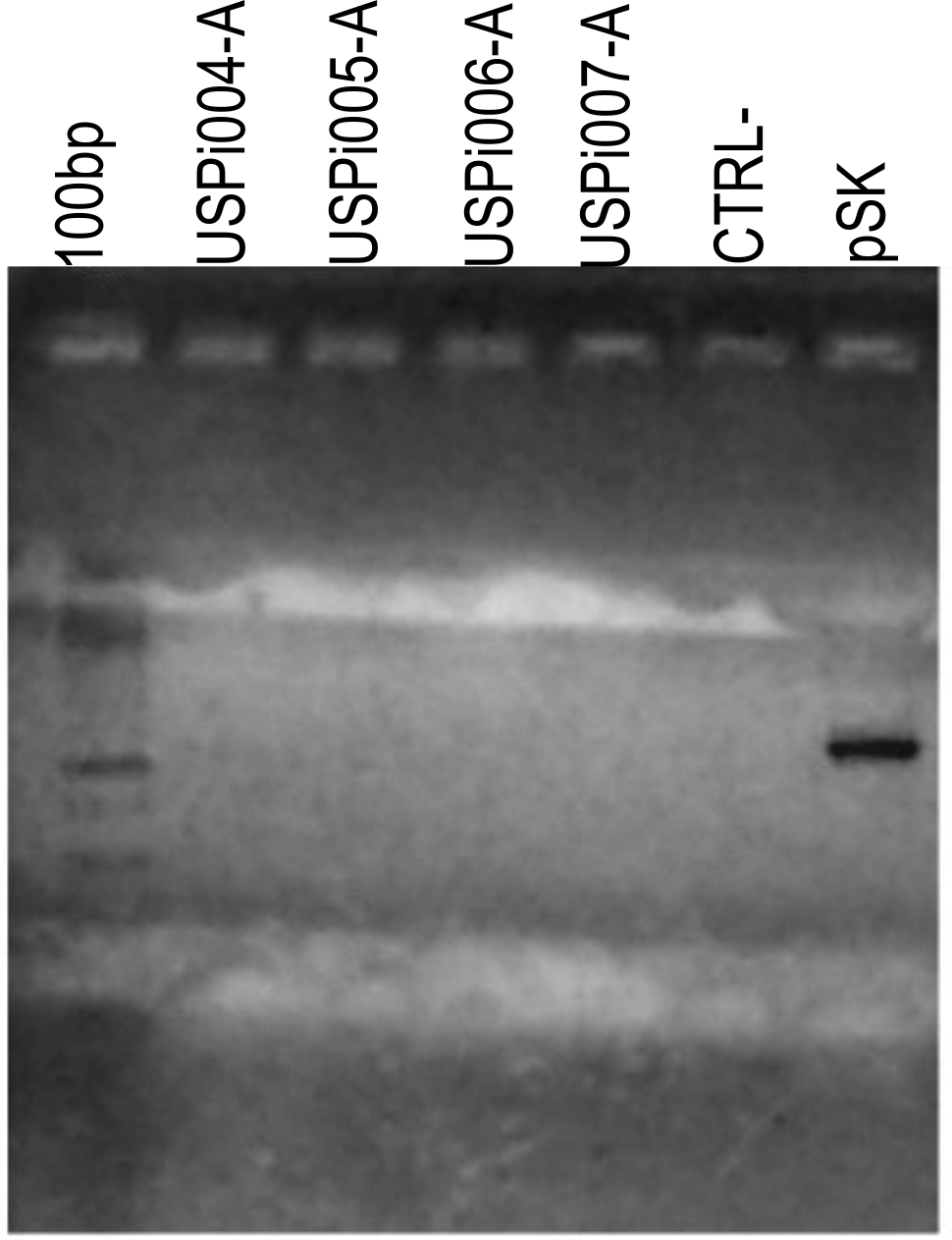 USPi007-A · Cell Line · hPSCreg